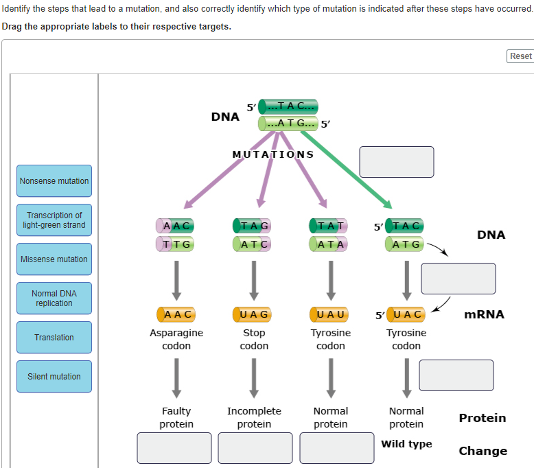 Solved Correctly label the events occurring in a typical SOS | Chegg.com