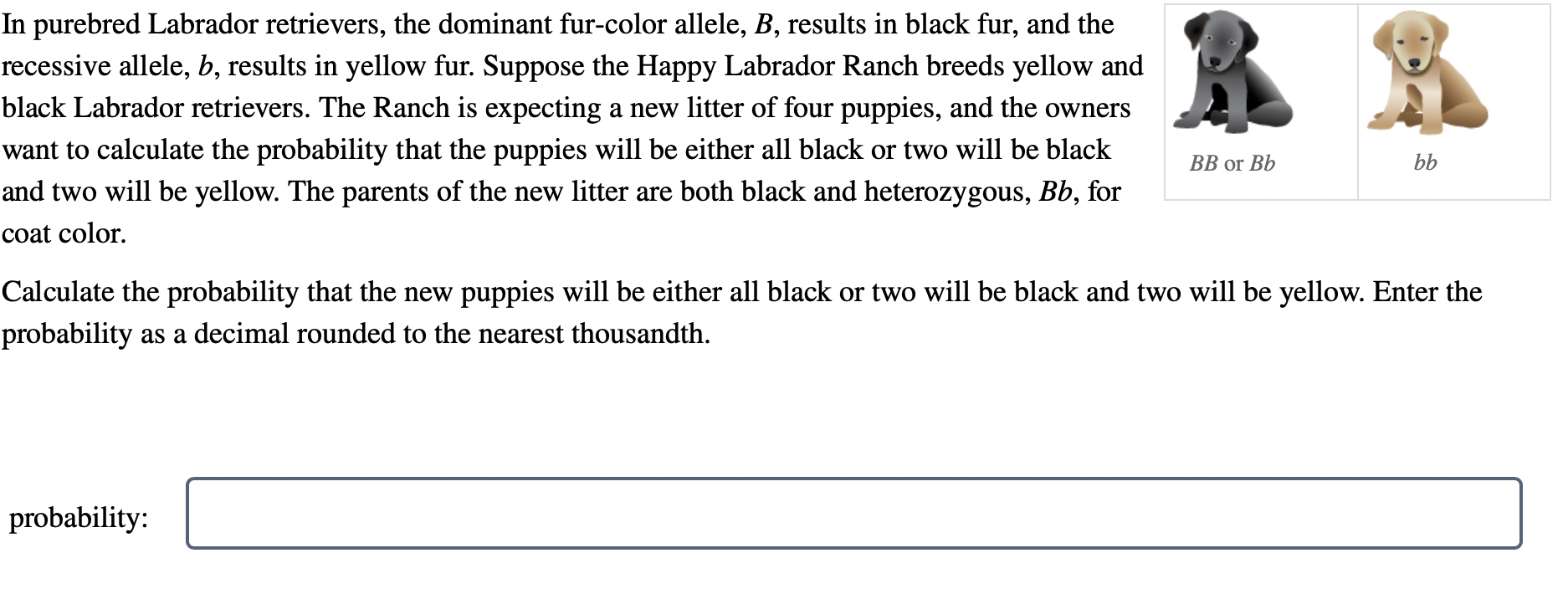 In purebred Labrador retrievers, the dominant | Chegg.com