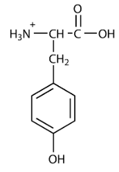 Solved All amino acids have two ionizable functional groups: | Chegg.com