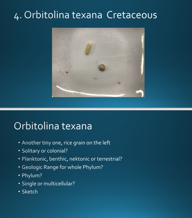 Solved 4. Orbitolina texana Cretaceous Orbitolina texana • | Chegg.com