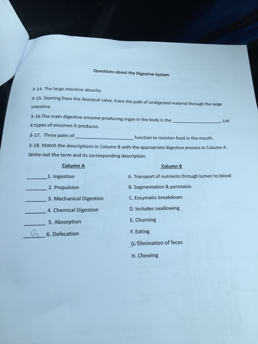 Solved Questions about the Digestive System 3-14. The large | Chegg.com