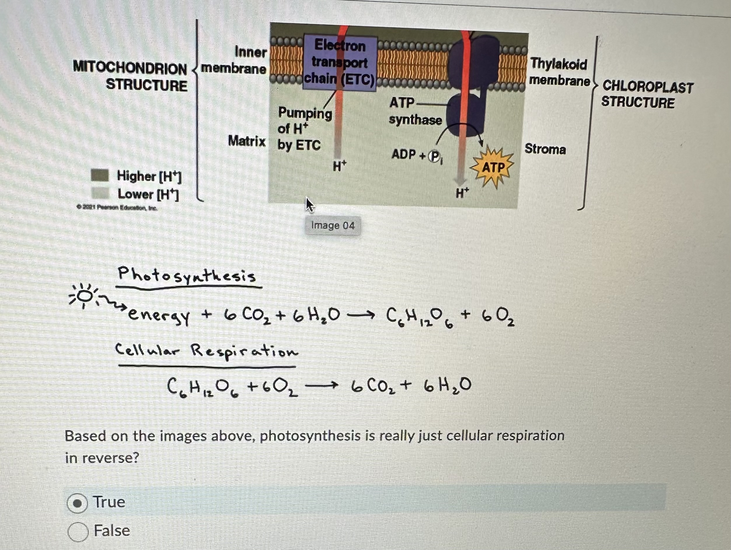Solved During photosynthesis, which molecule is reduced? | Chegg.com