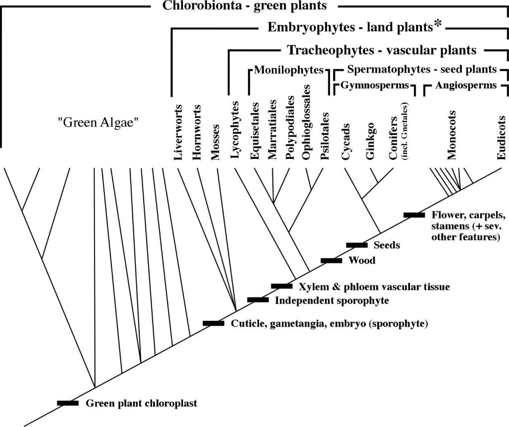 Solved List two apomorphies that are shared by the | Chegg.com