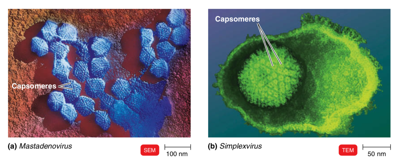 Solved Capsomeres A Mastadenovirus Sem ⊢100 Nm B