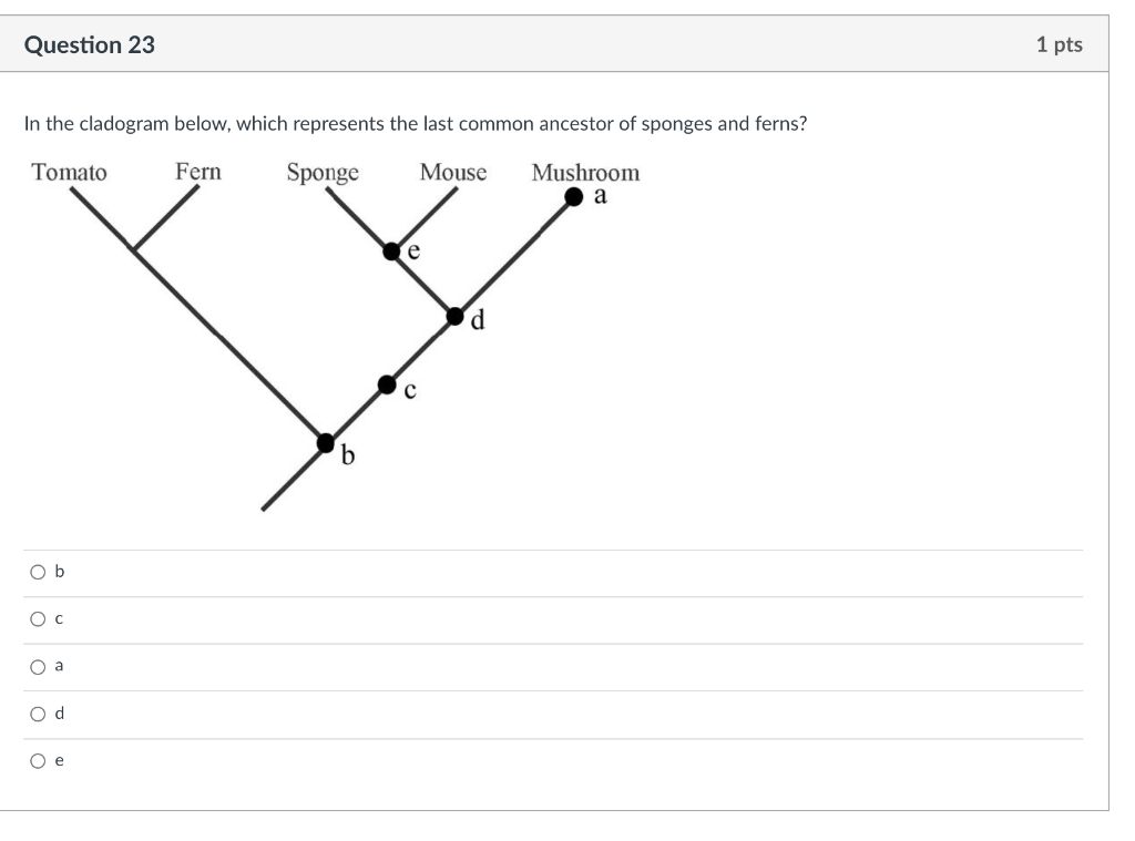Solved Question 23 1 pts In the cladogram below, which | Chegg.com