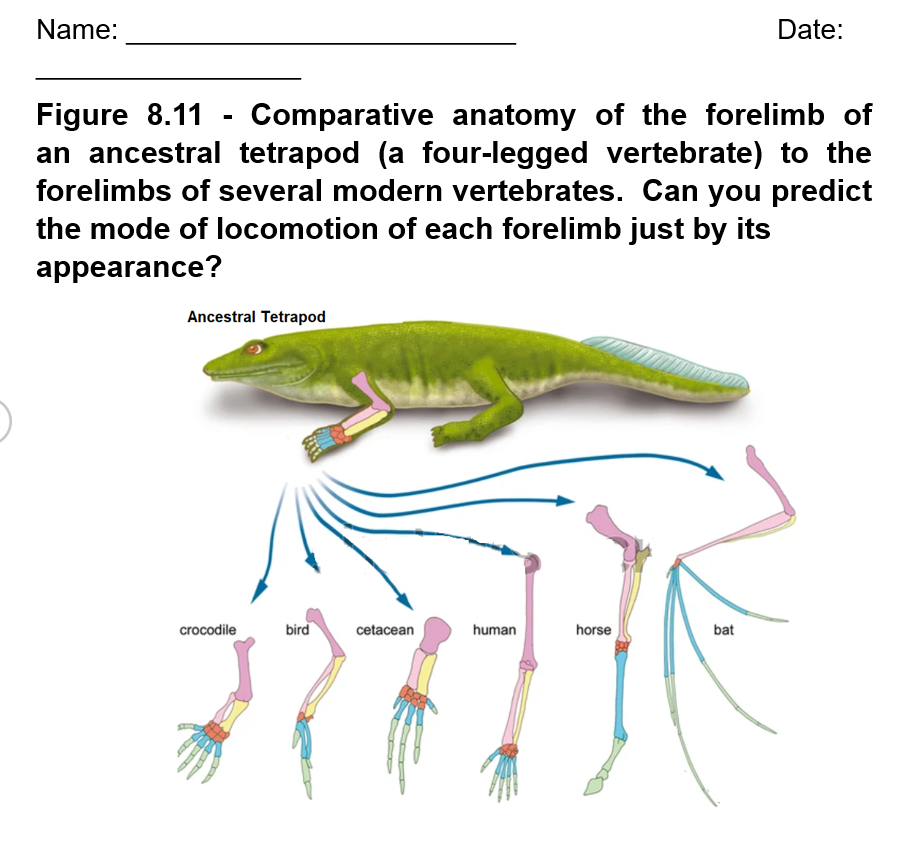 Solved Figure 8.11 - Comparative anatomy of the forelimb of | Chegg.com