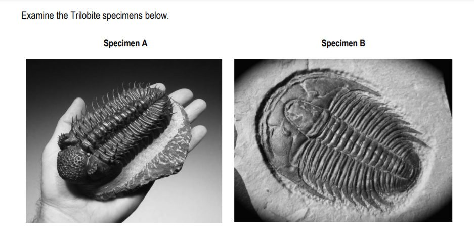 Solved Examine the Trilobite specimens below. Specimen A | Chegg.com