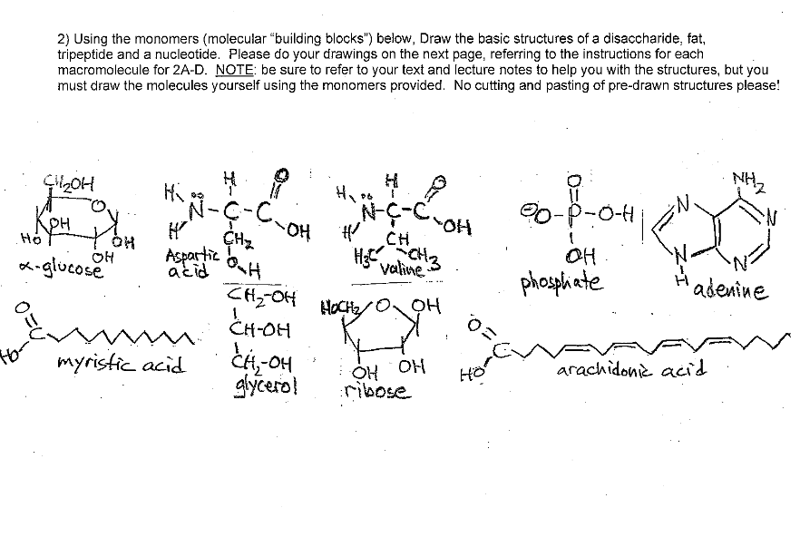 Solved 2) Using the monomers (molecular "building blocks") | Chegg.com