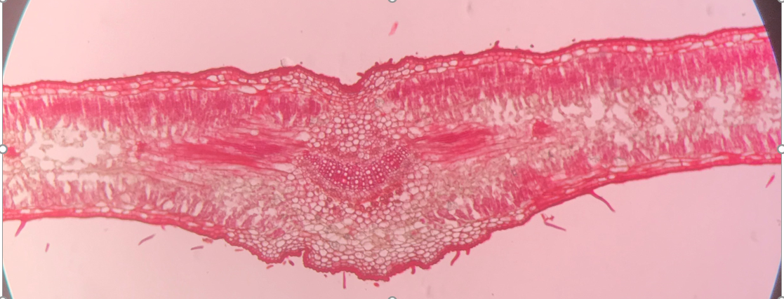 Solved This is nerium leaf please label and | Chegg.com