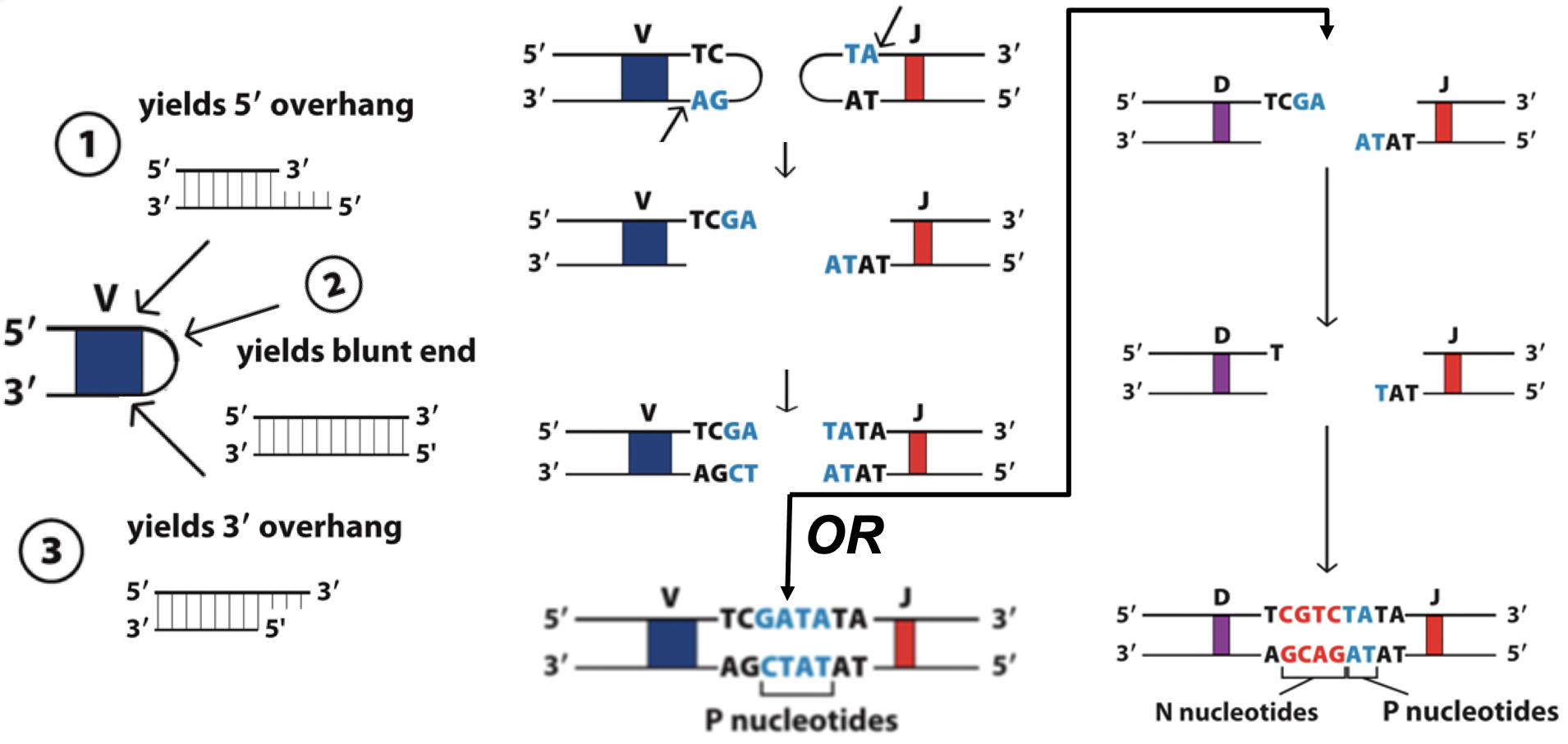 Solved How do P-nucleotides get introduced into the | Chegg.com