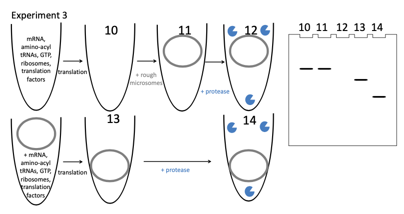 Solved Below is an experiment using microsomes made from the | Chegg.com