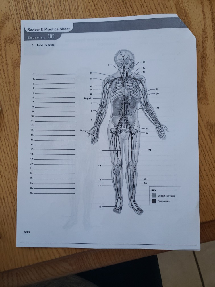 Solved Sheet Review & Practice Exercise 36 Label the veins. | Chegg.com