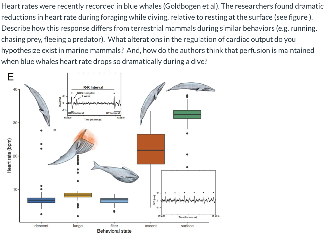 Solved Heart rates were recently recorded in blue whales | Chegg.com