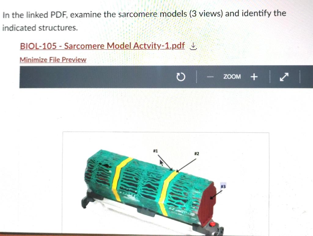 Solved In the linked PDF, examine the sarcomere models (3 | Chegg.com