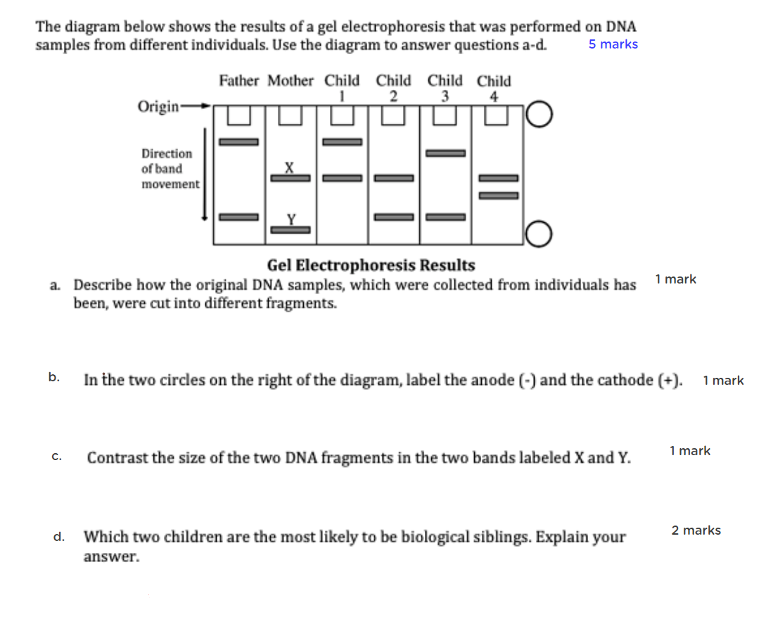 Solved The diagram below shows the results of a gel | Chegg.com