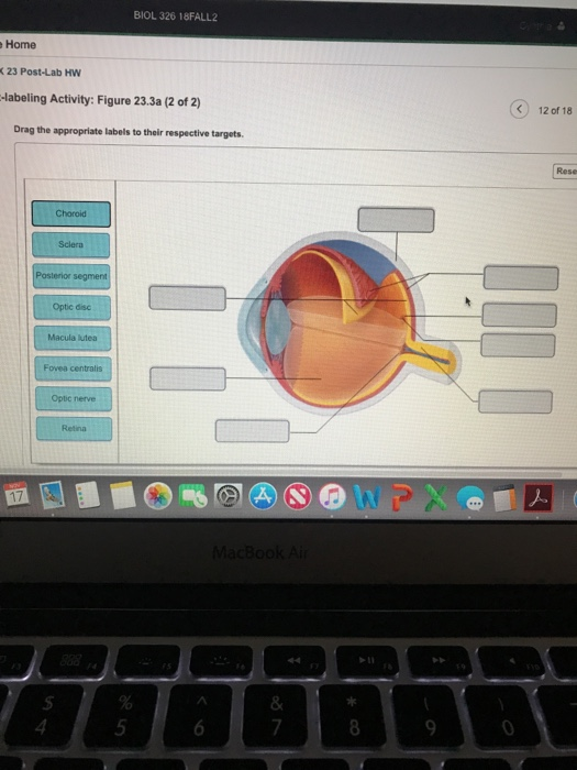 Solved BIOL 326 18FALL2 Home 23 Post-Lab HW -labeling | Chegg.com