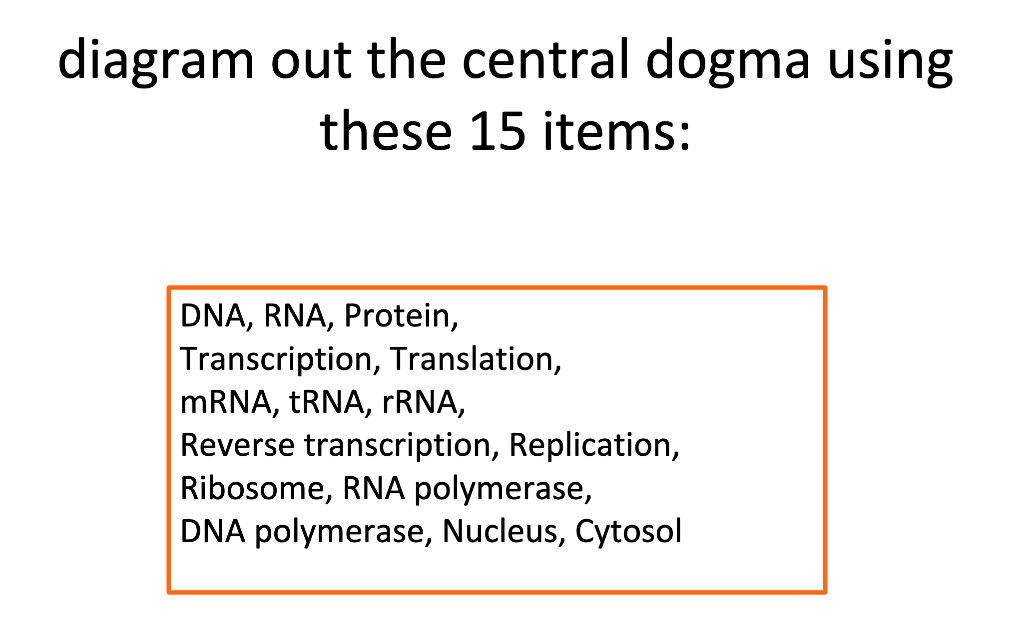 Solved diagram out the central dogma using these 15 items: | Chegg.com