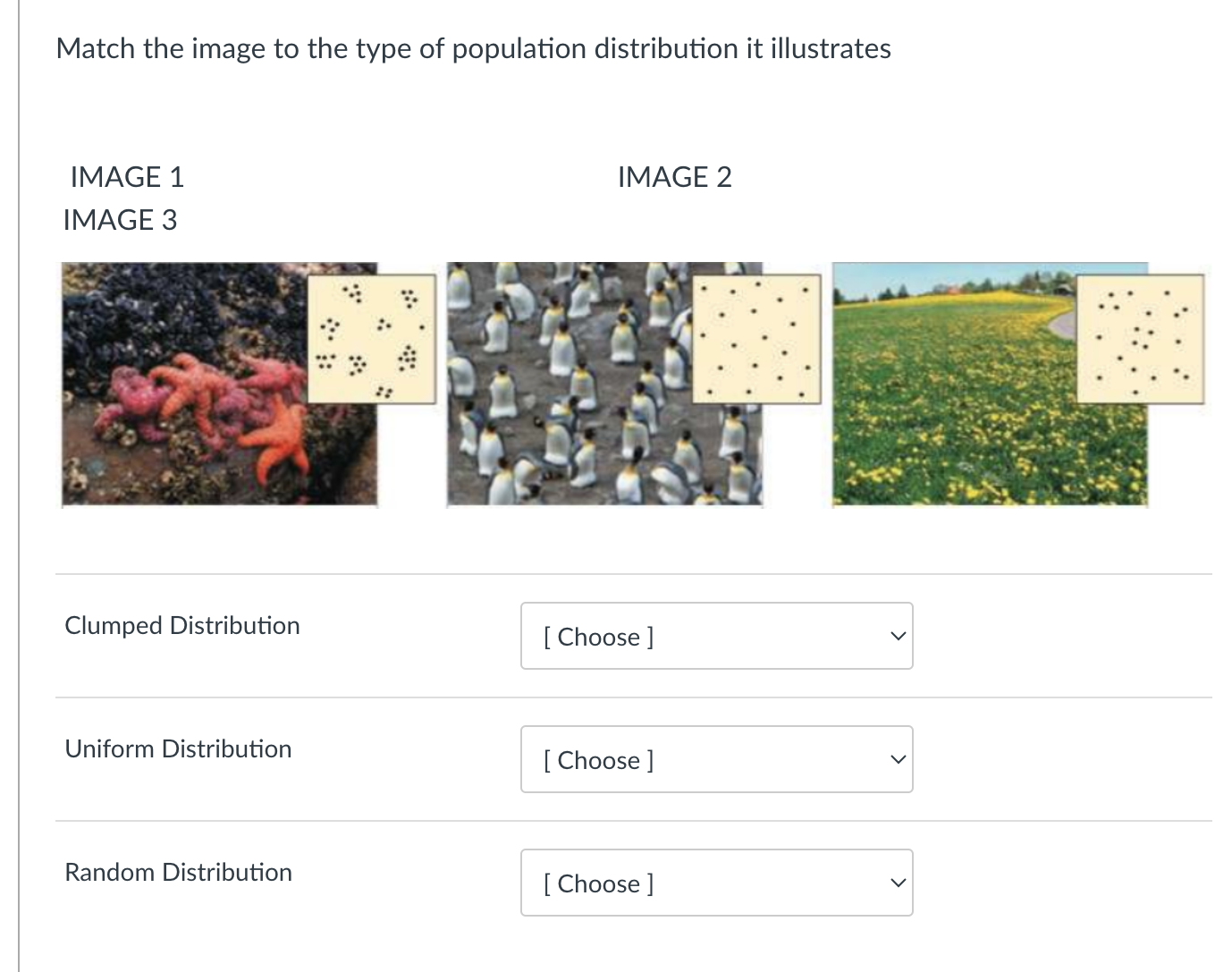 Random Population Distribution