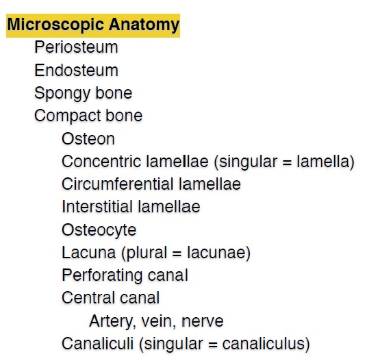 Solved Microscopic Anatomy Periosteum Endosteum Spongy bone | Chegg.com