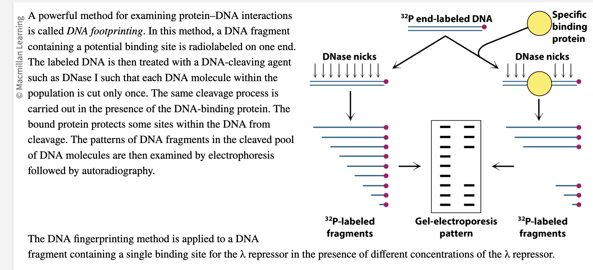 A powerful method for examining protein-DNA | Chegg.com