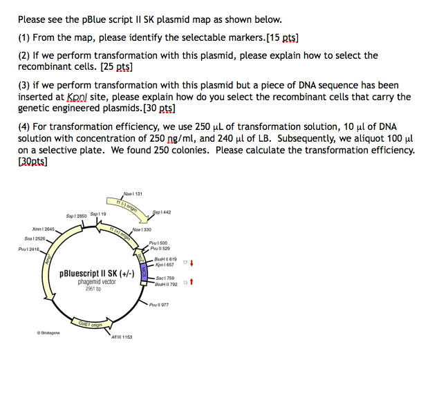 Solved Please see the pBlue script II SK plasmid map as | Chegg.com