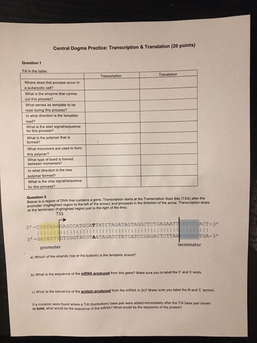 Solved Central Dogma Practice: Transcription & Translation | Chegg.com