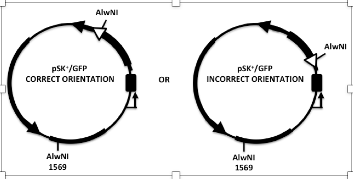 Solved AlwNI AlwNI pSK+/GFP CORRECT ORIENTATION pSK/GFP | Chegg.com