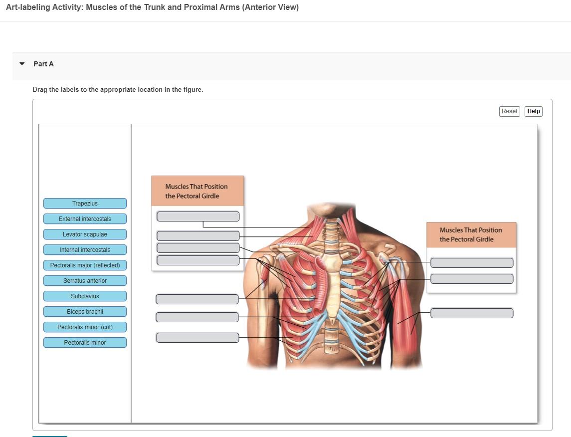 Solved Art-labeling Activity: Muscles of the Trunk and | Chegg.com