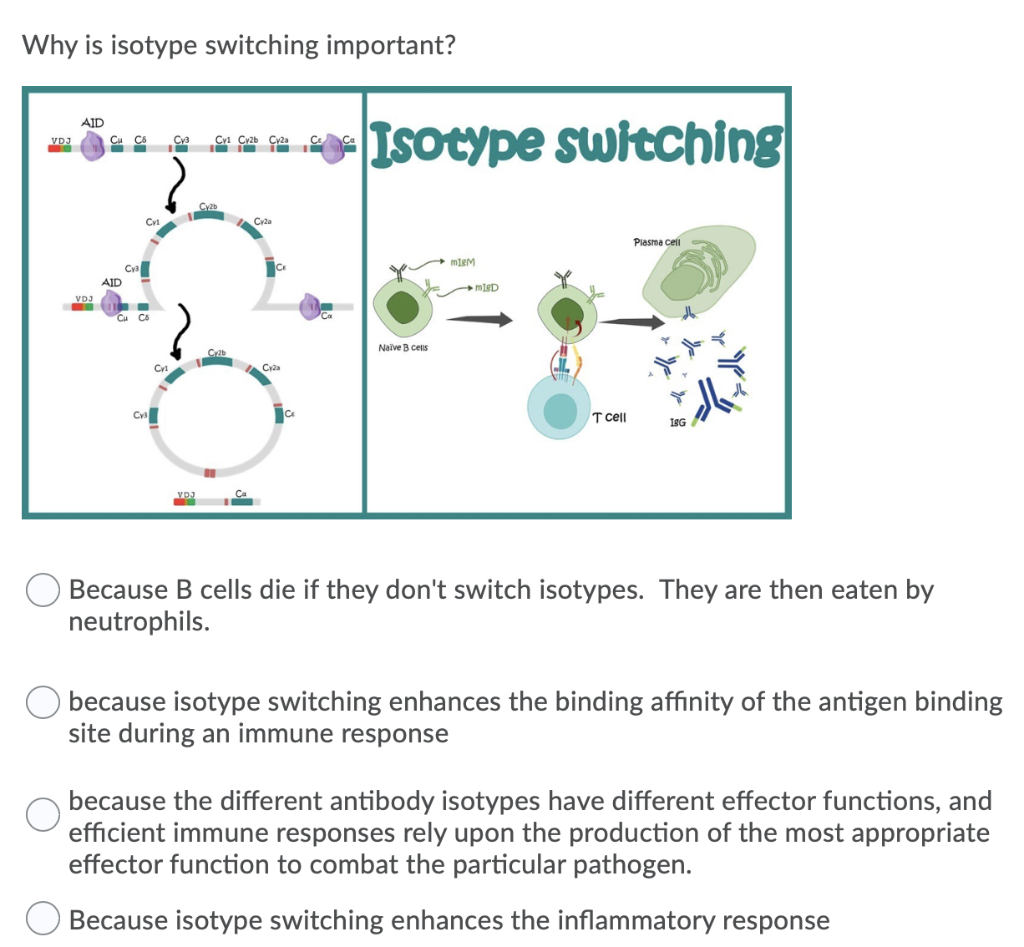 Solved Why is isotype switching important? AID VDJ Са се C1 | Chegg.com