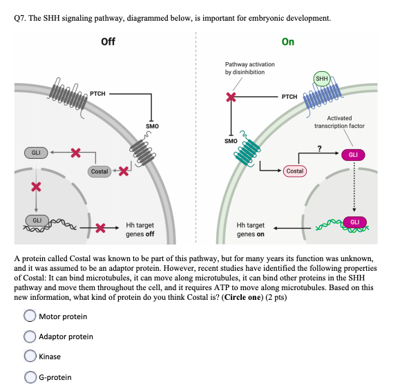 Solved Q7. The SHH signaling pathway, diagrammed below, is | Chegg.com