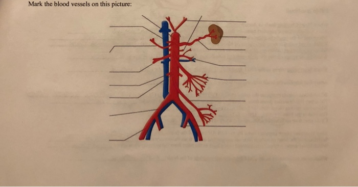 Solved Mark these MOJOR ARTERIES Circulatory System Major | Chegg.com