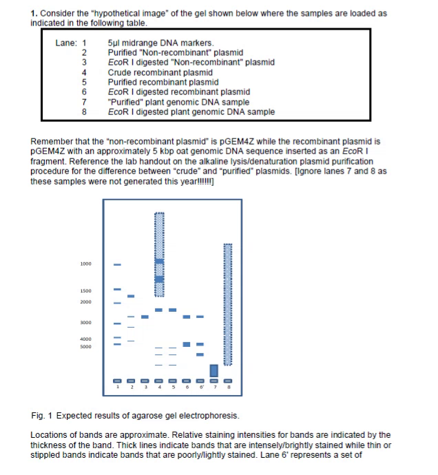Solved 1. Consider the "hypothetical image of the gel shown | Chegg.com