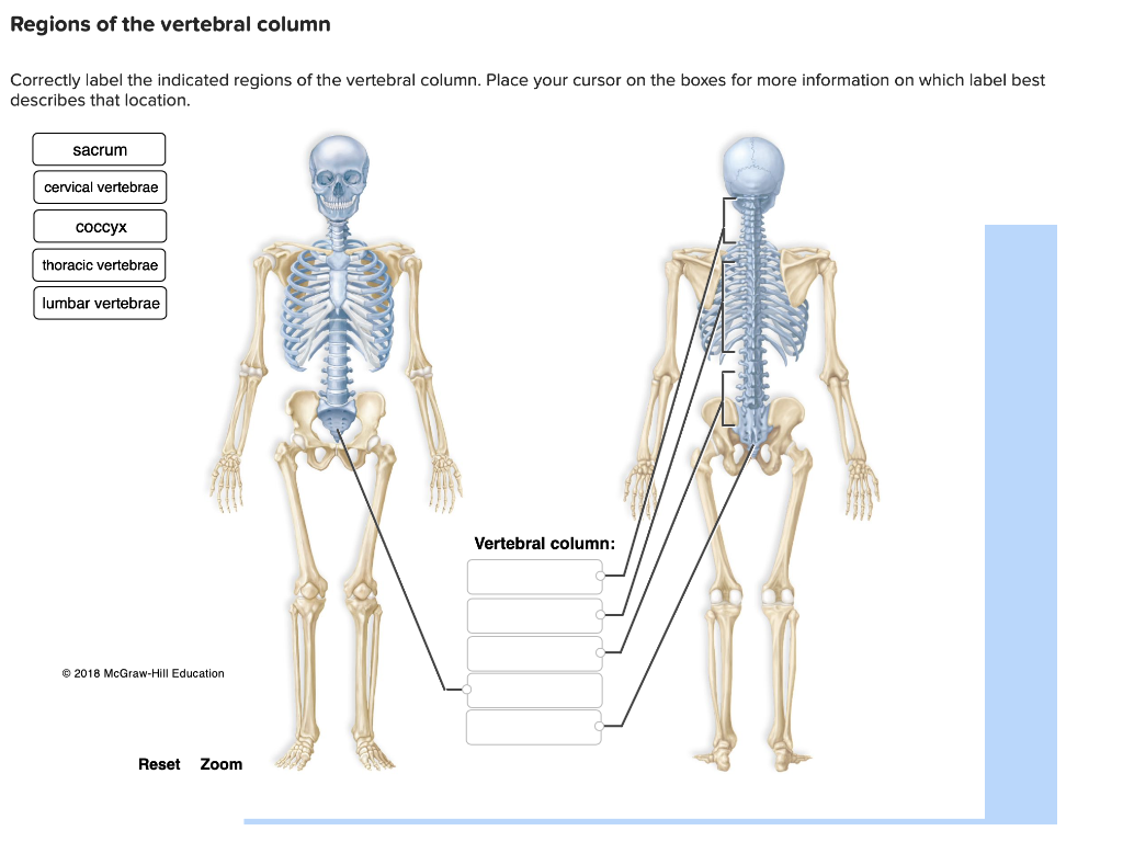 Solved Regions of the vertebral column Correctly label the | Chegg.com