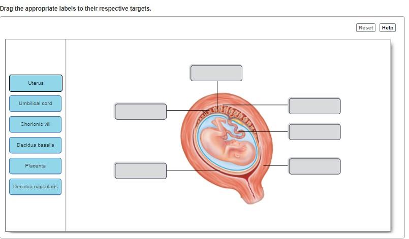 Solved Drag the appropriate labels to their respective | Chegg.com