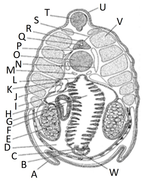 Solved The labeled diagram of the cross section of a | Chegg.com