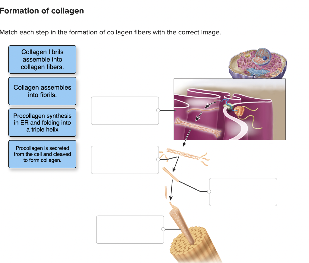 Solved Formation of collagen Match each step in the | Chegg.com