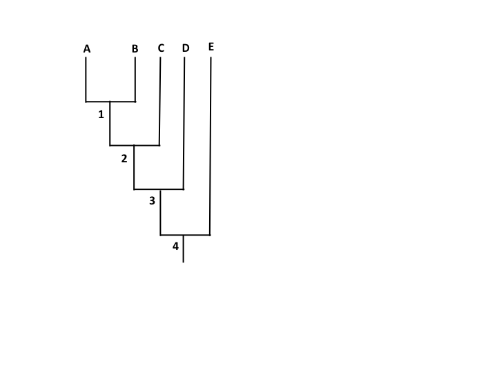 Solved Consider the phylogenetic tree below. Which of the | Chegg.com