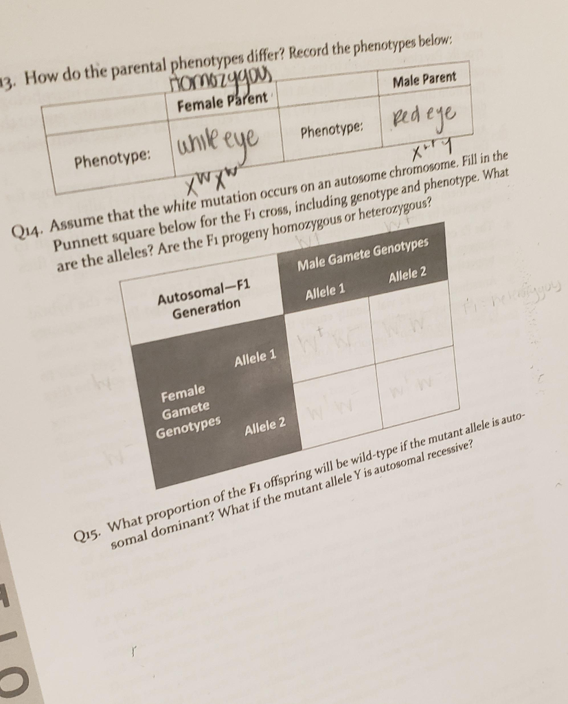 Solved 3. How do the parental phenotypes differ? Record the | Chegg.com
