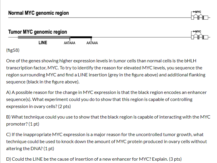 Normal MYC genomic region MYC MYC Tumor MYC genomic | Chegg.com