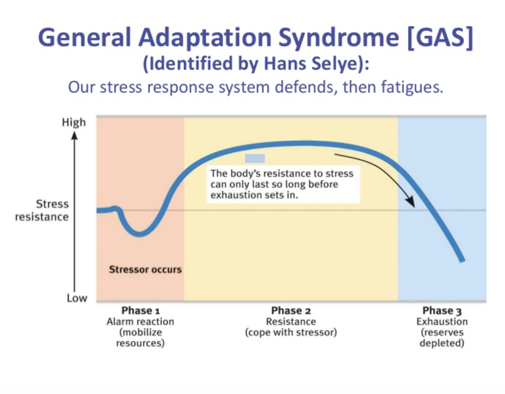 Hans Selye Stress Stages