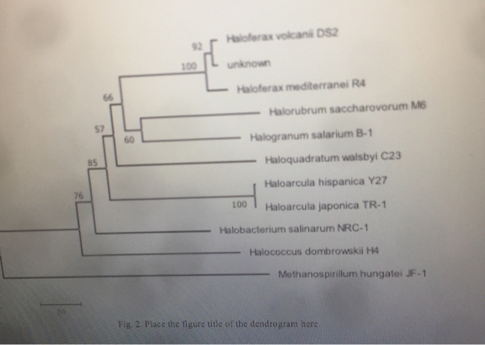 Halococcus Dombrowskii