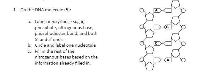 Solved 1. On the DNA molecule (5): a. Label: deoxyribose | Chegg.com