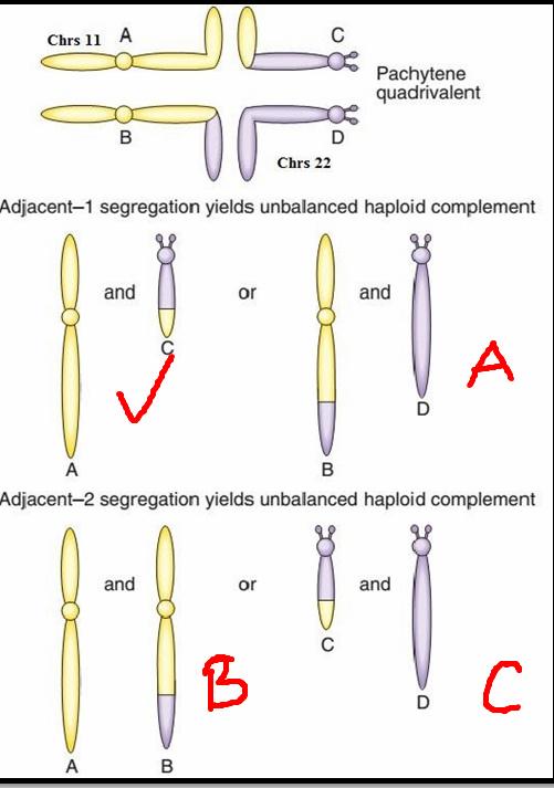Solved 2:2 Segregation: adjacent segregation For example, if | Chegg.com