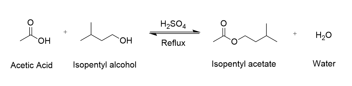 Solved Reflux H2SO4 +H2O Acetic Acid Isopentyl alcohol | Chegg.com