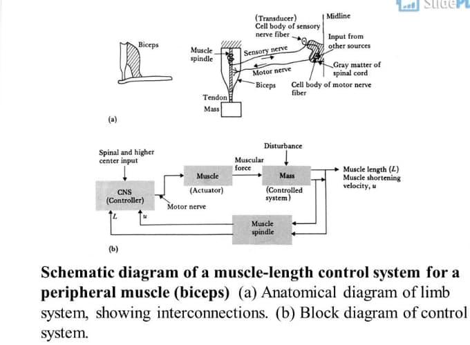 Solved IceP Biceps Muscle spindle Sensory nerve Motor nerve | Chegg.com