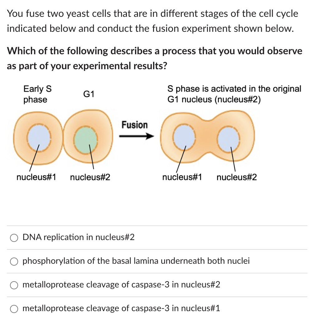 Solved You fuse two yeast cells that are in different stages | Chegg.com