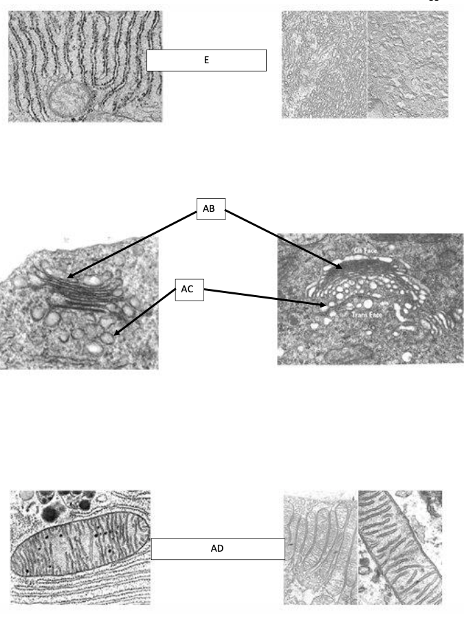 Solved The Cell Interior Please identify and label the | Chegg.com