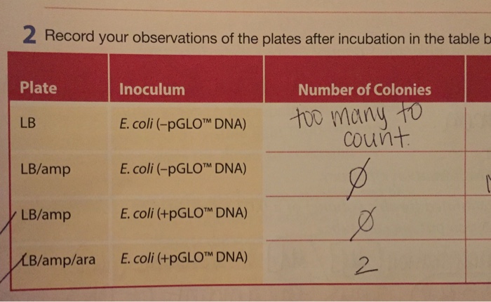 Solved Bacterial Transformation | Chegg.com