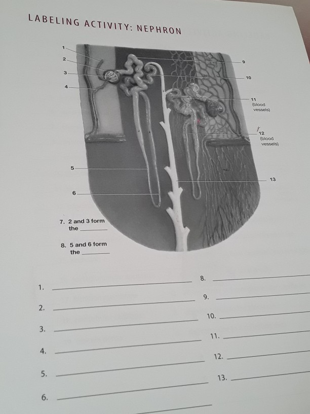 Solved LABELING ACTIVITY: NEPHRON 2 3 10 11 blood vessels) | Chegg.com