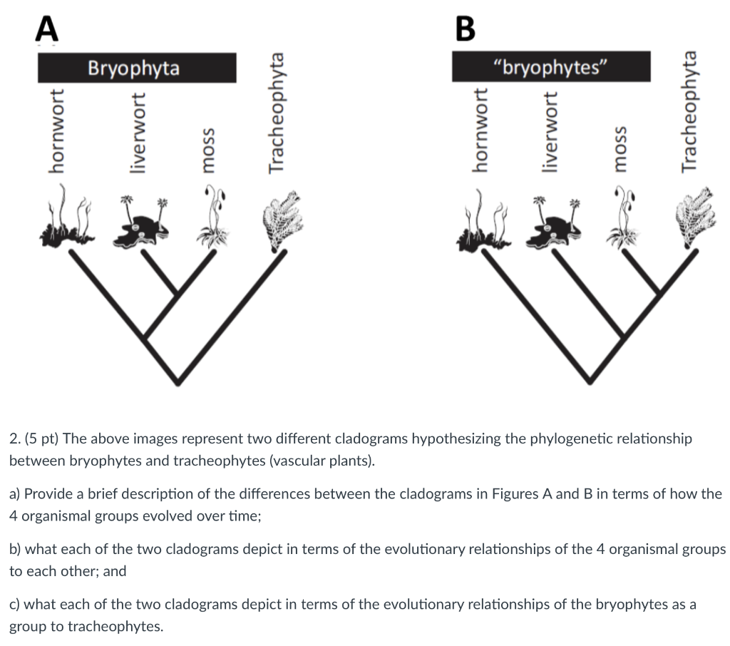 Solved A B Bryophyta "bryophytes” hornwort liverwort | Chegg.com